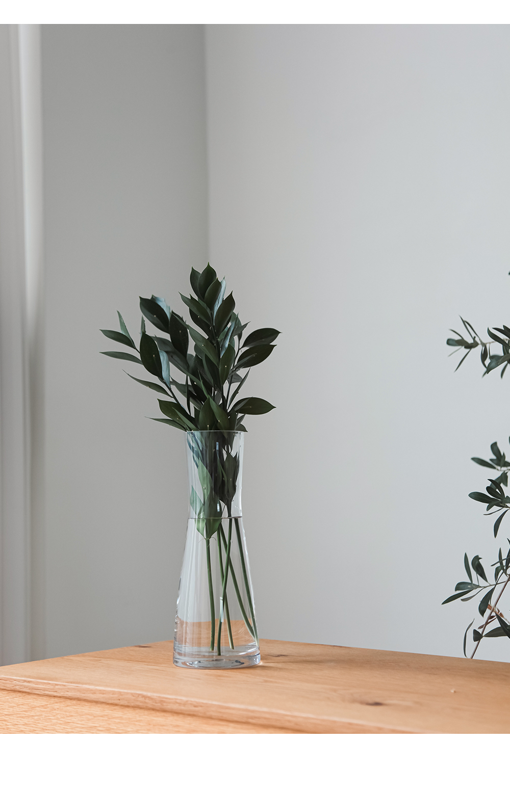 식물 > 루스커스 생화 5줄기 중품 수경재배식물 꽃꽂이 인테리어 절화 | 오늘의집 쇼핑